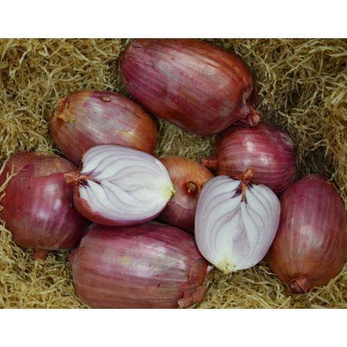 Cipolla Ramata - Calabria - Giardino Digitale